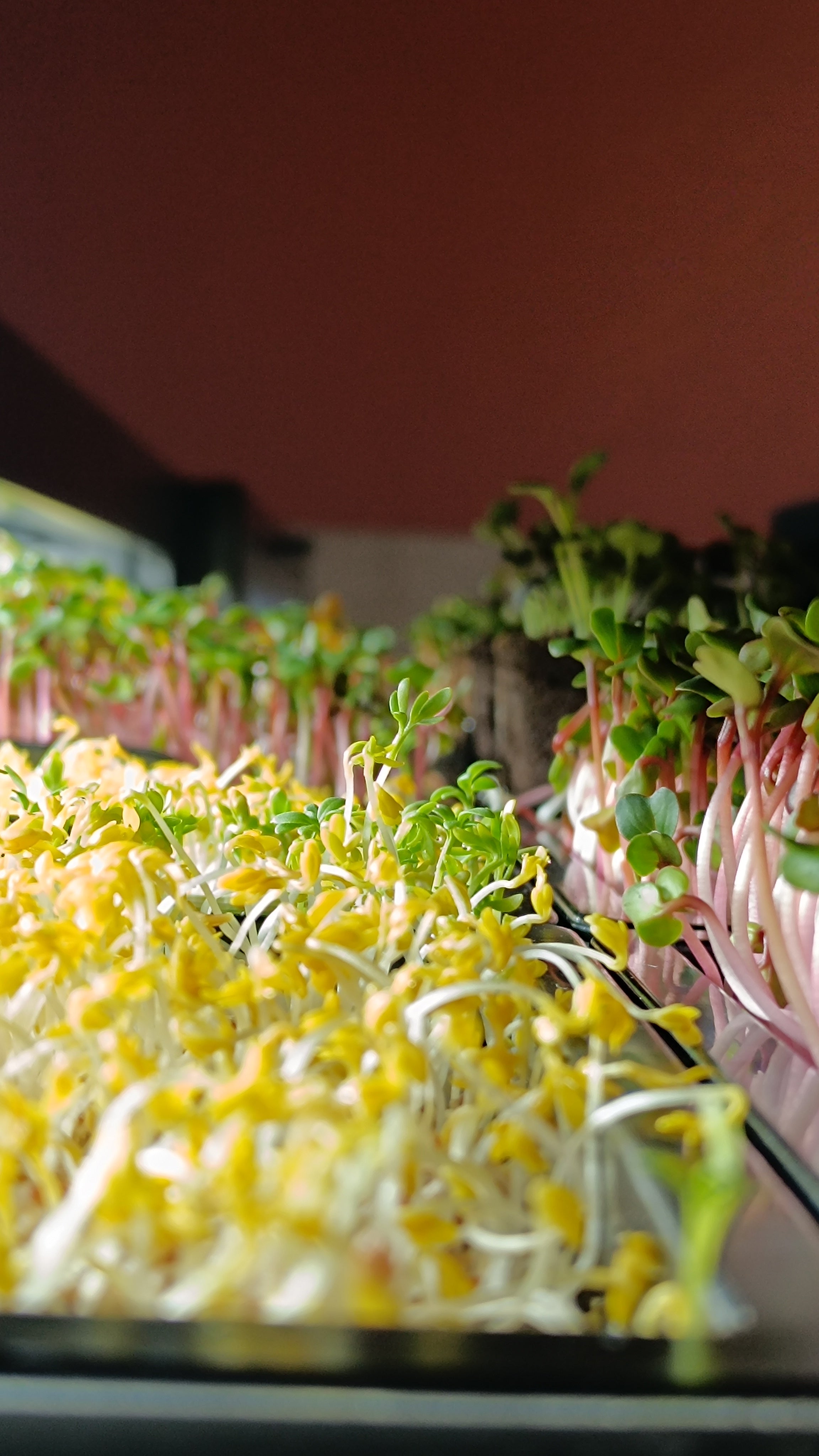 Grüne Mini-Helden: Natürlicher Pflanzenschutz für deinen Garten 🌿🐞 – our greenery