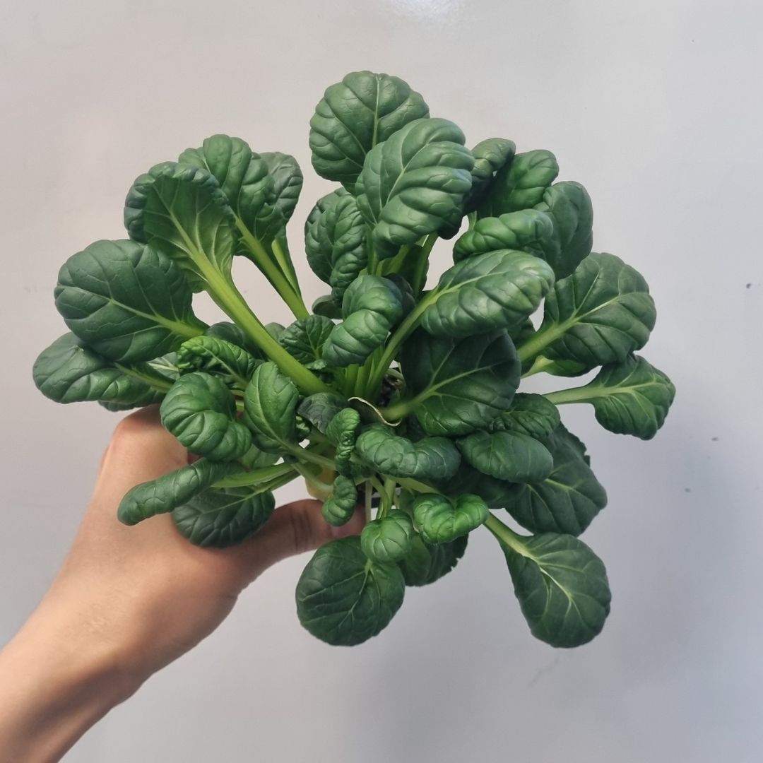 Tatsoi, Lakritztagetes und Mungbohnen im Test! 👀 – our greenery
