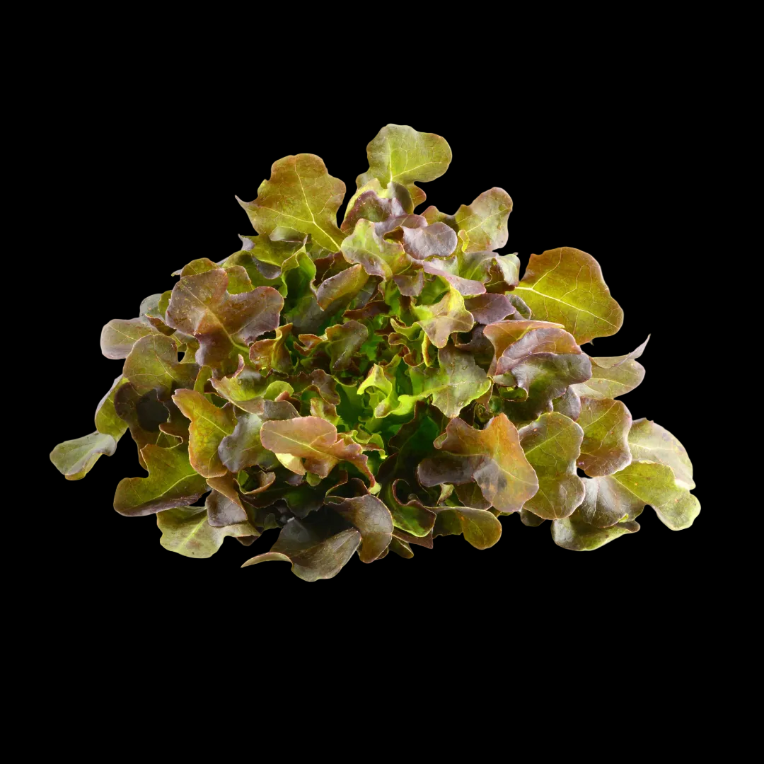 Plugs - Eichblatt Salat - 12 Stk. – our greenery